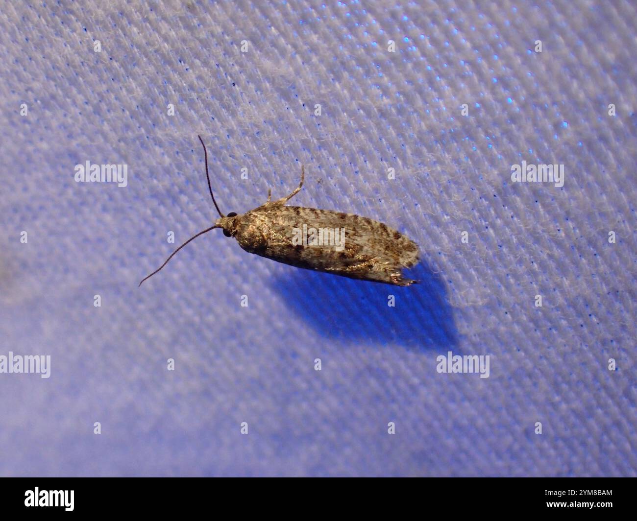 Tortricid Leafroller Moths (Tortricidae Stock Photo - Alamy