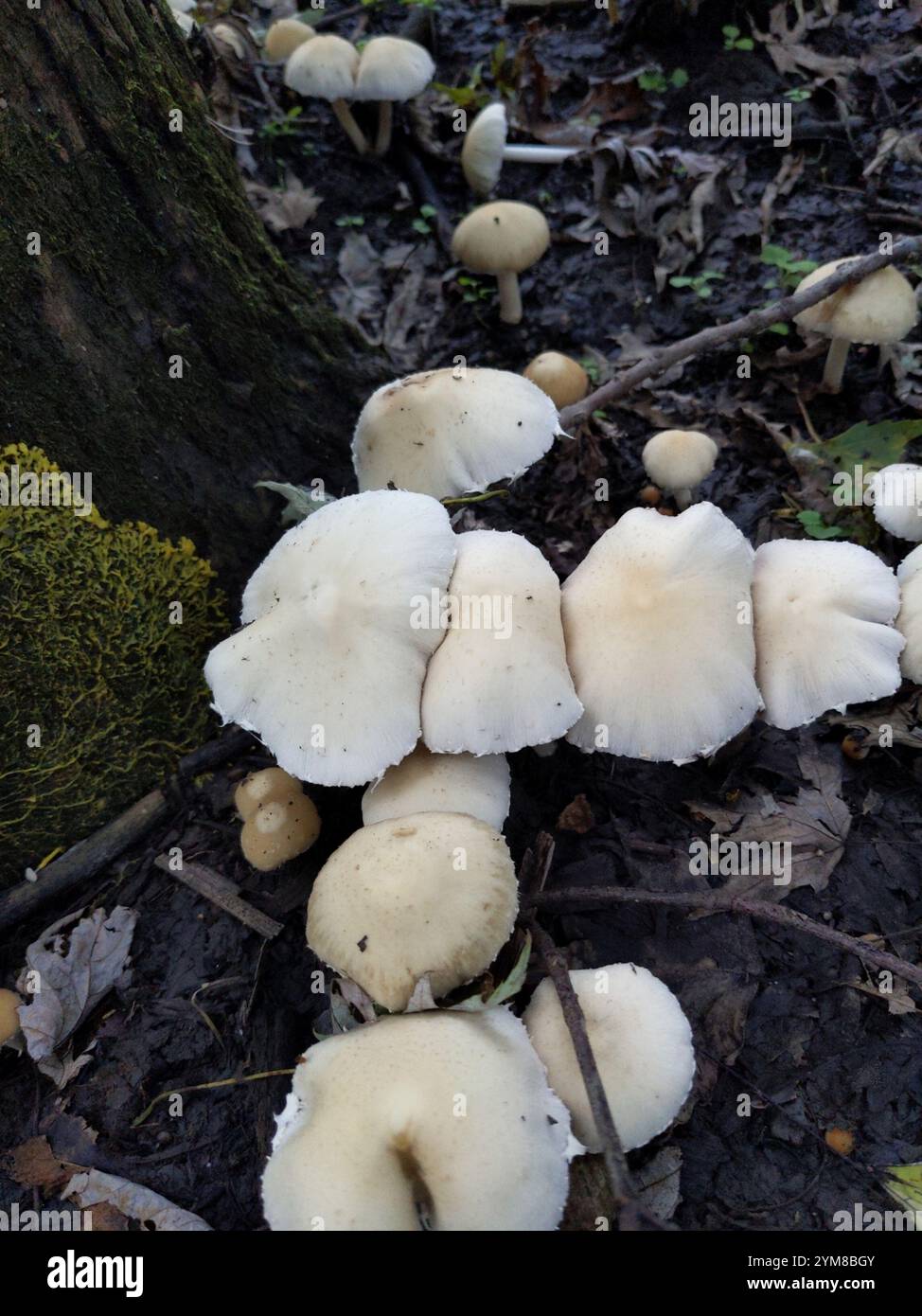 Pale Brittlestem (Candolleomyces candolleanus Stock Photo - Alamy