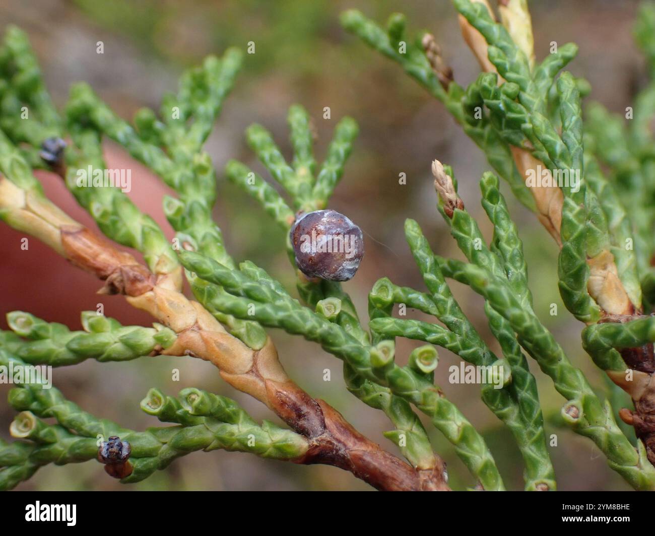 creeping juniper (Juniperus horizontalis Stock Photo - Alamy