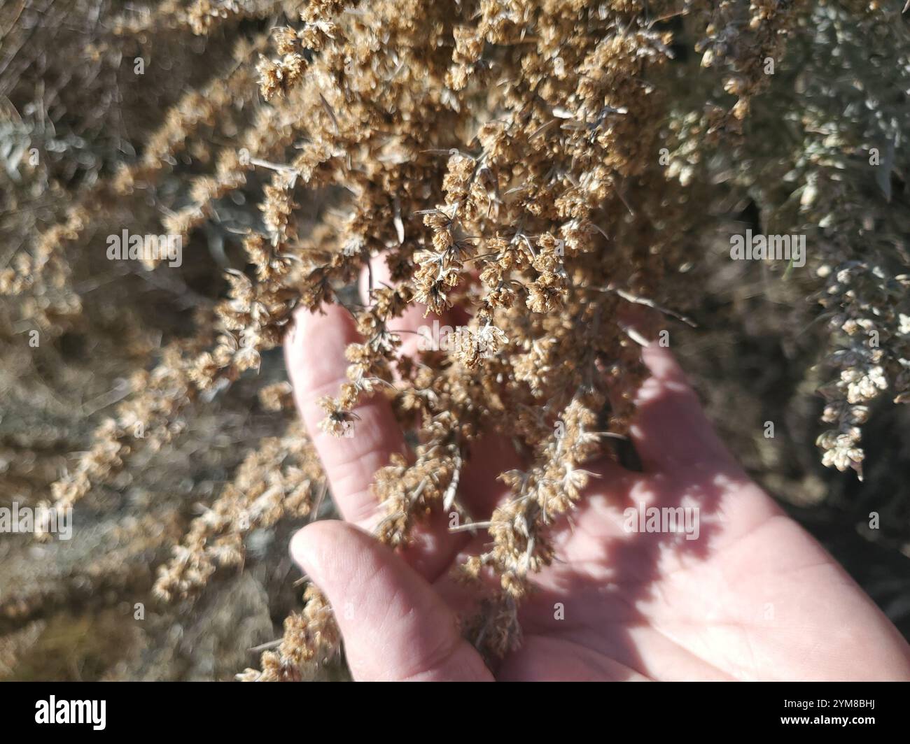 Silver Sagebrush (Artemisia cana Stock Photo - Alamy