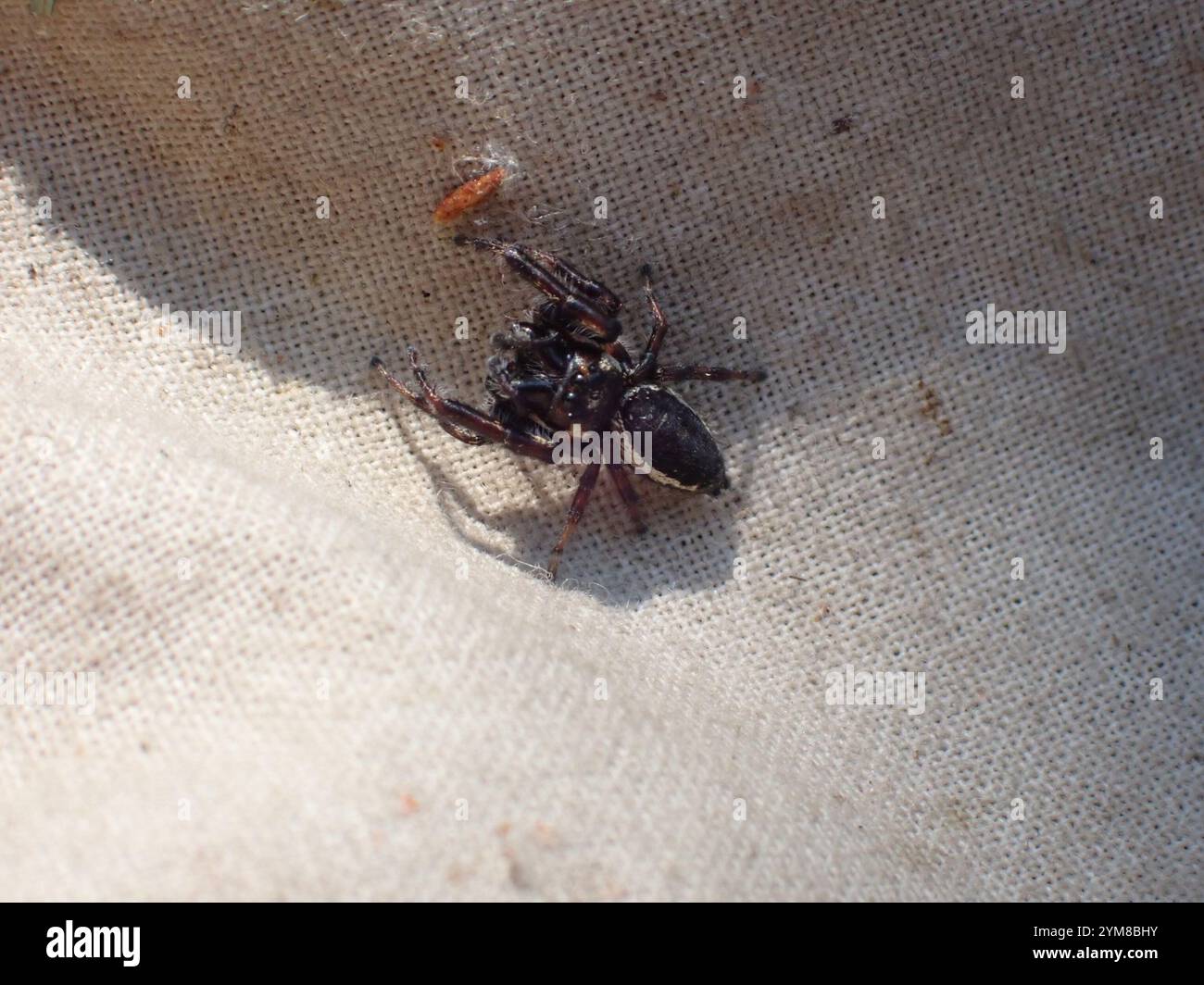 Bronze Jumping Spider (Eris militaris Stock Photo - Alamy