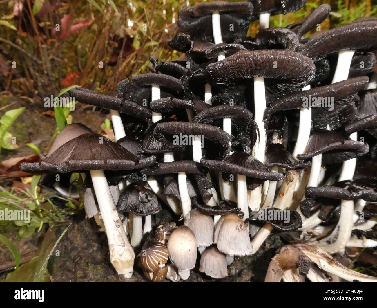 Common Ink Cap (Coprinopsis atramentaria Stock Photo - Alamy