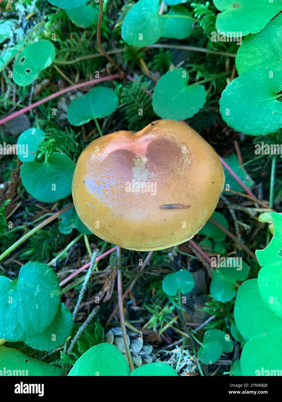 Webcaps hi-res stock photography and images - Alamy