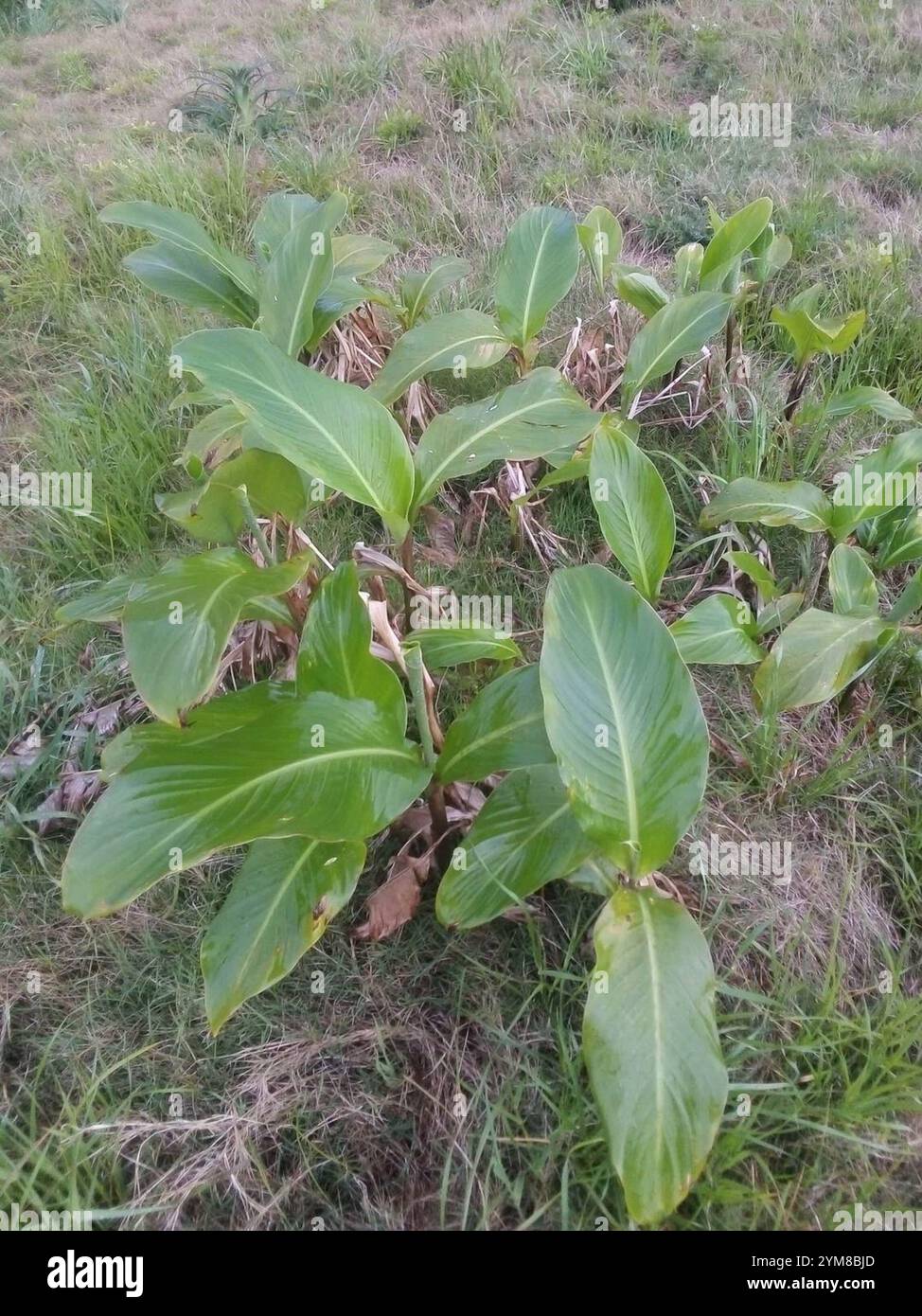 gingers, bananas, and allies (Zingiberales Stock Photo - Alamy