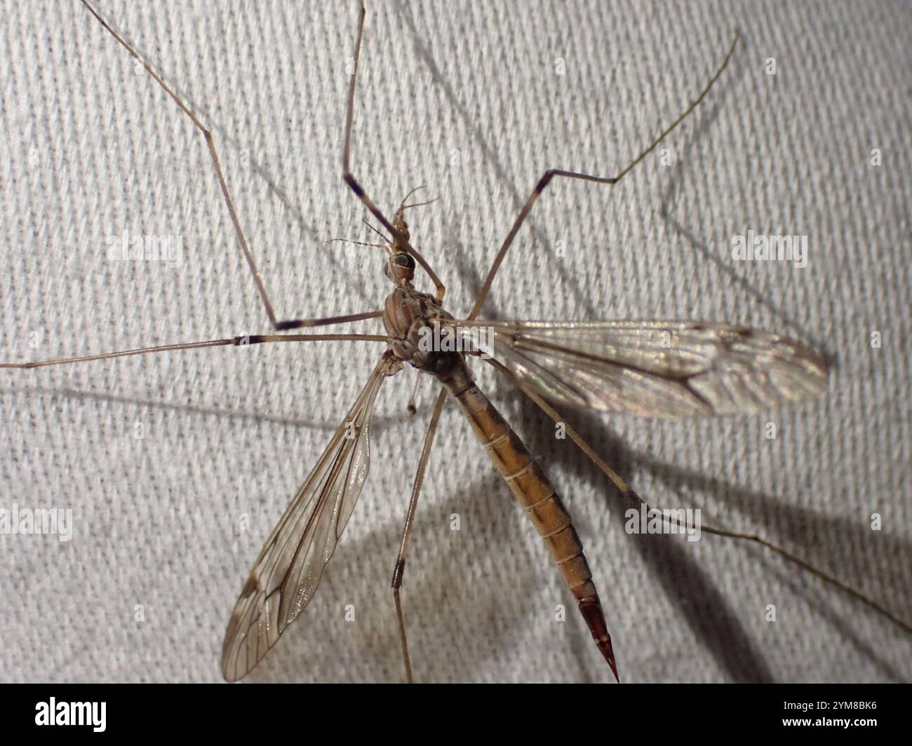 Crane Flies (Tipulomorpha Stock Photo - Alamy