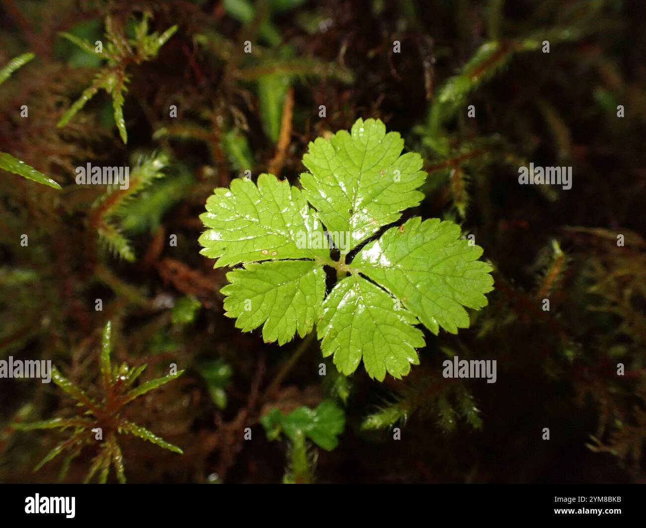 Five-leaf Dwarf Bramble (Rubus pedatus Stock Photo - Alamy