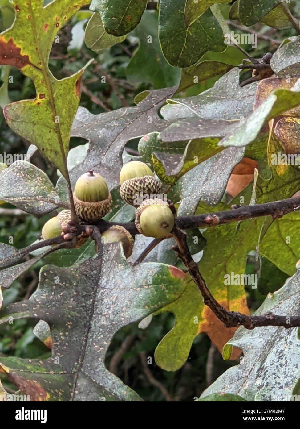 post oak (Quercus stellata Stock Photo - Alamy