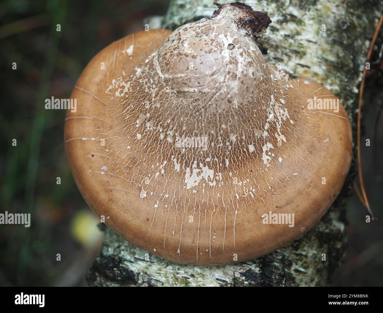 birch polypore (Fomitopsis betulina Stock Photo - Alamy