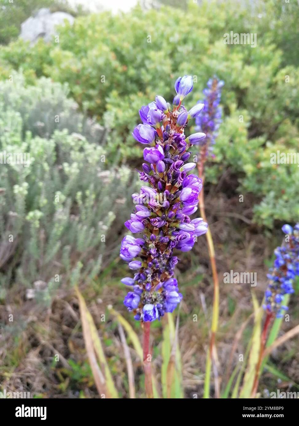Rocket Capeblue (Aristea capitata Stock Photo - Alamy