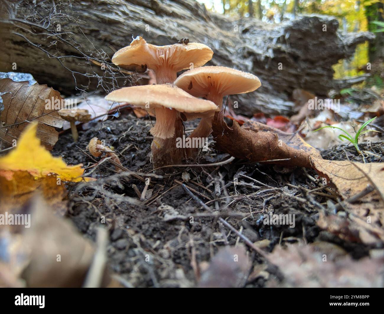 honey mushrooms (Armillaria Stock Photo - Alamy