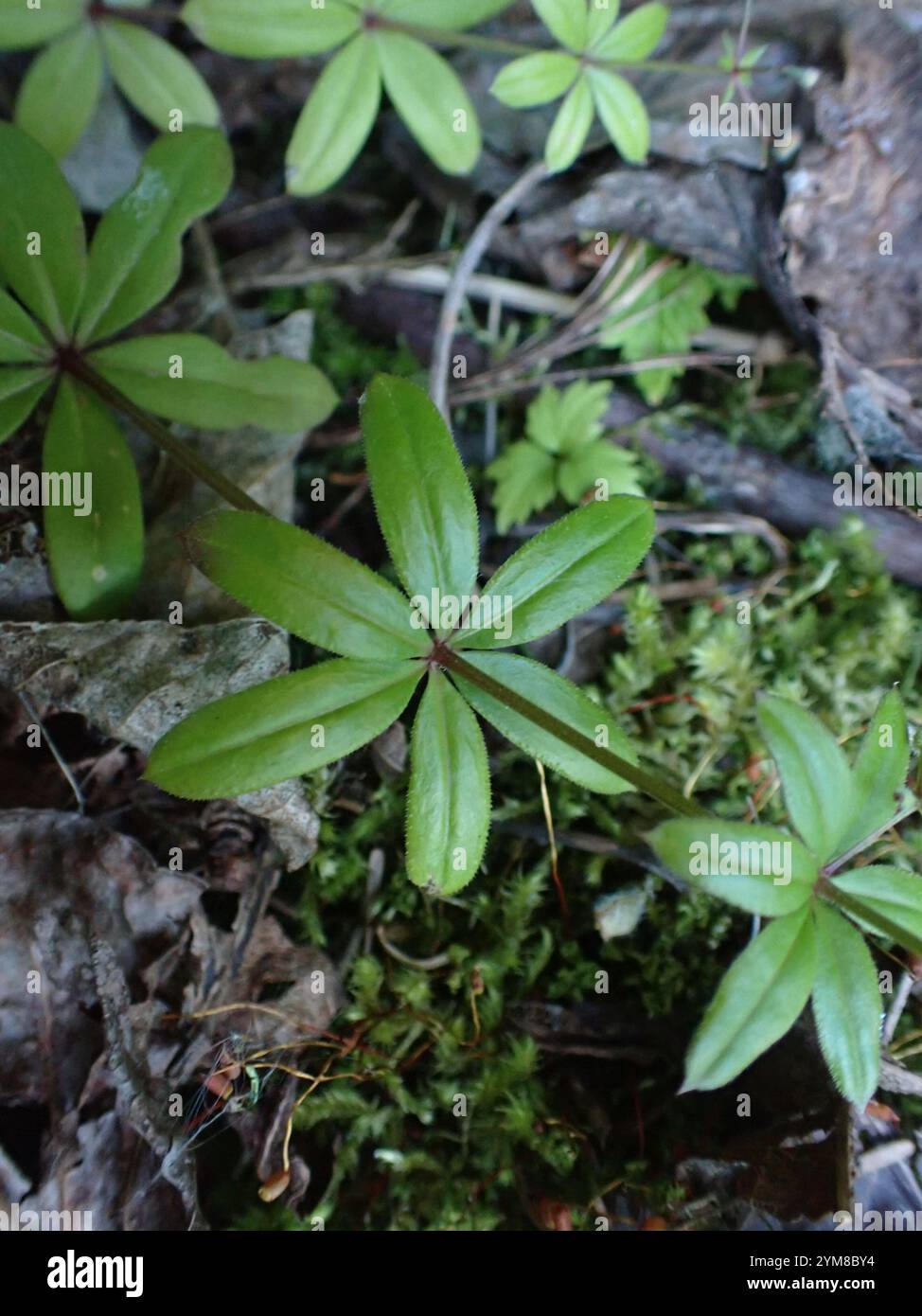 fragrant bedstraw (Galium triflorum Stock Photo - Alamy