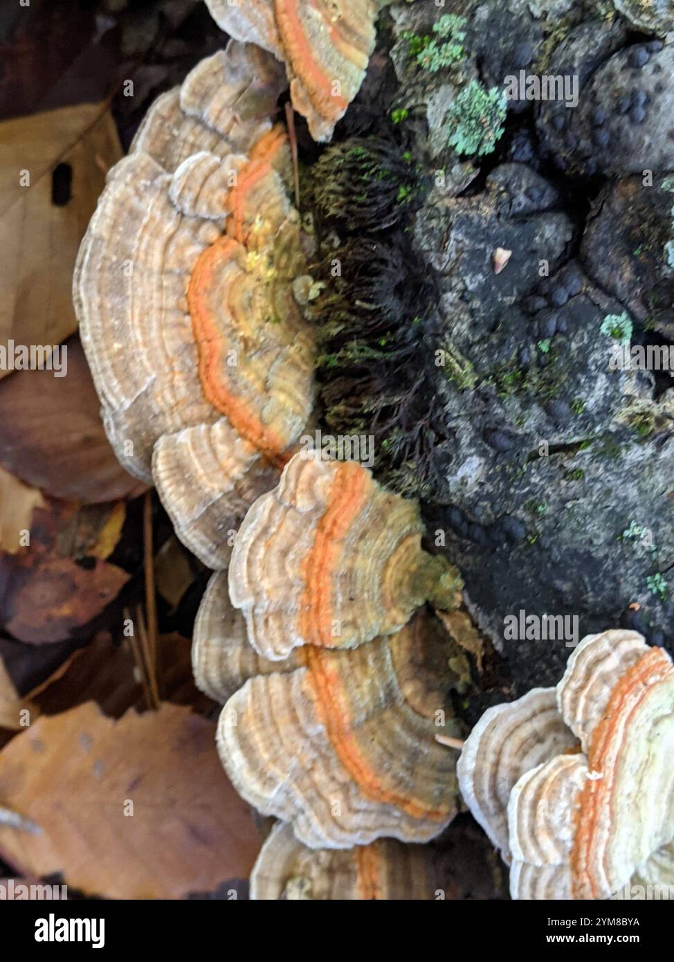 Gilled Polypore (Trametes betulina Stock Photo - Alamy