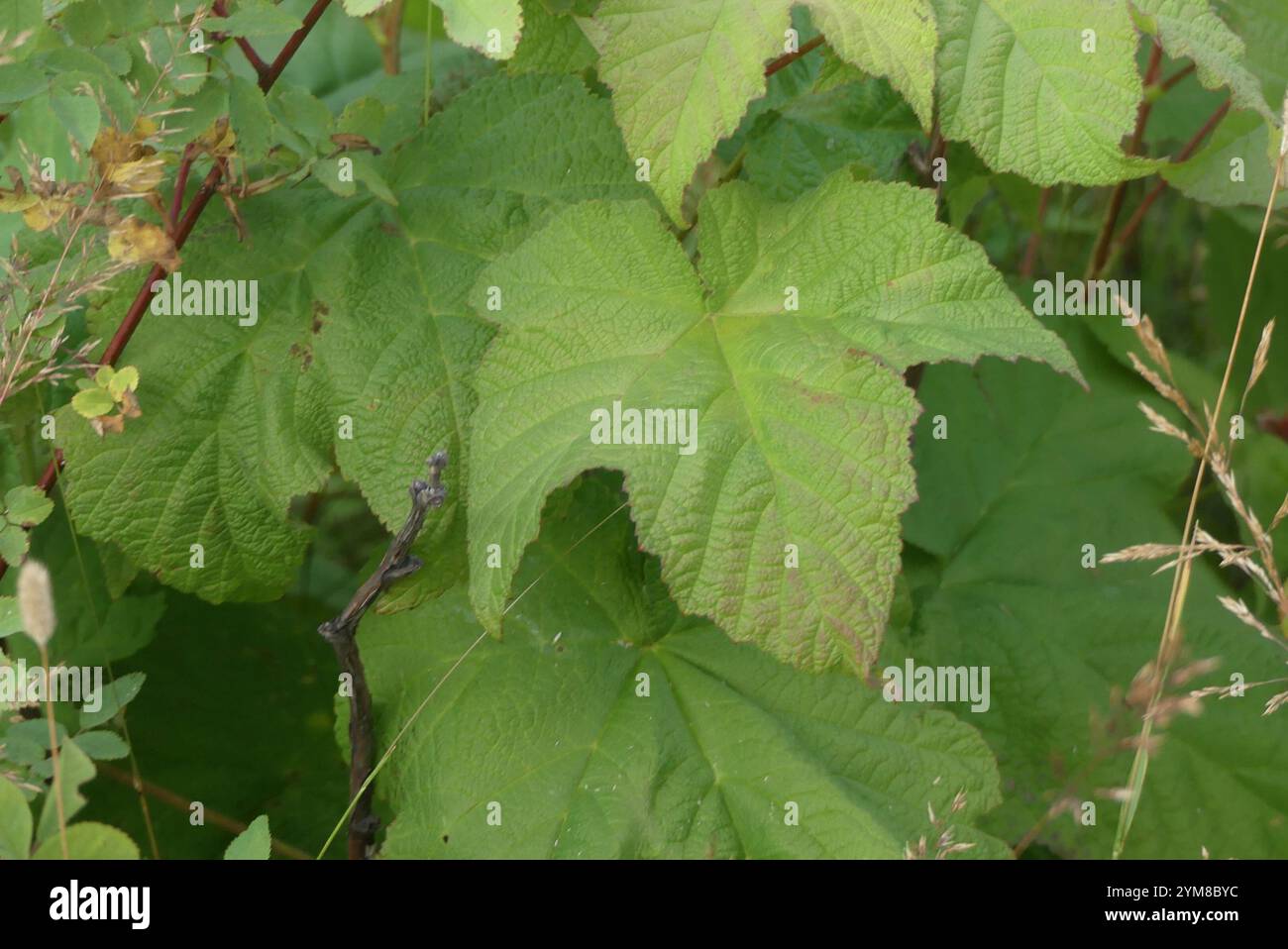 thimbleberry (Rubus parviflorus Stock Photo - Alamy