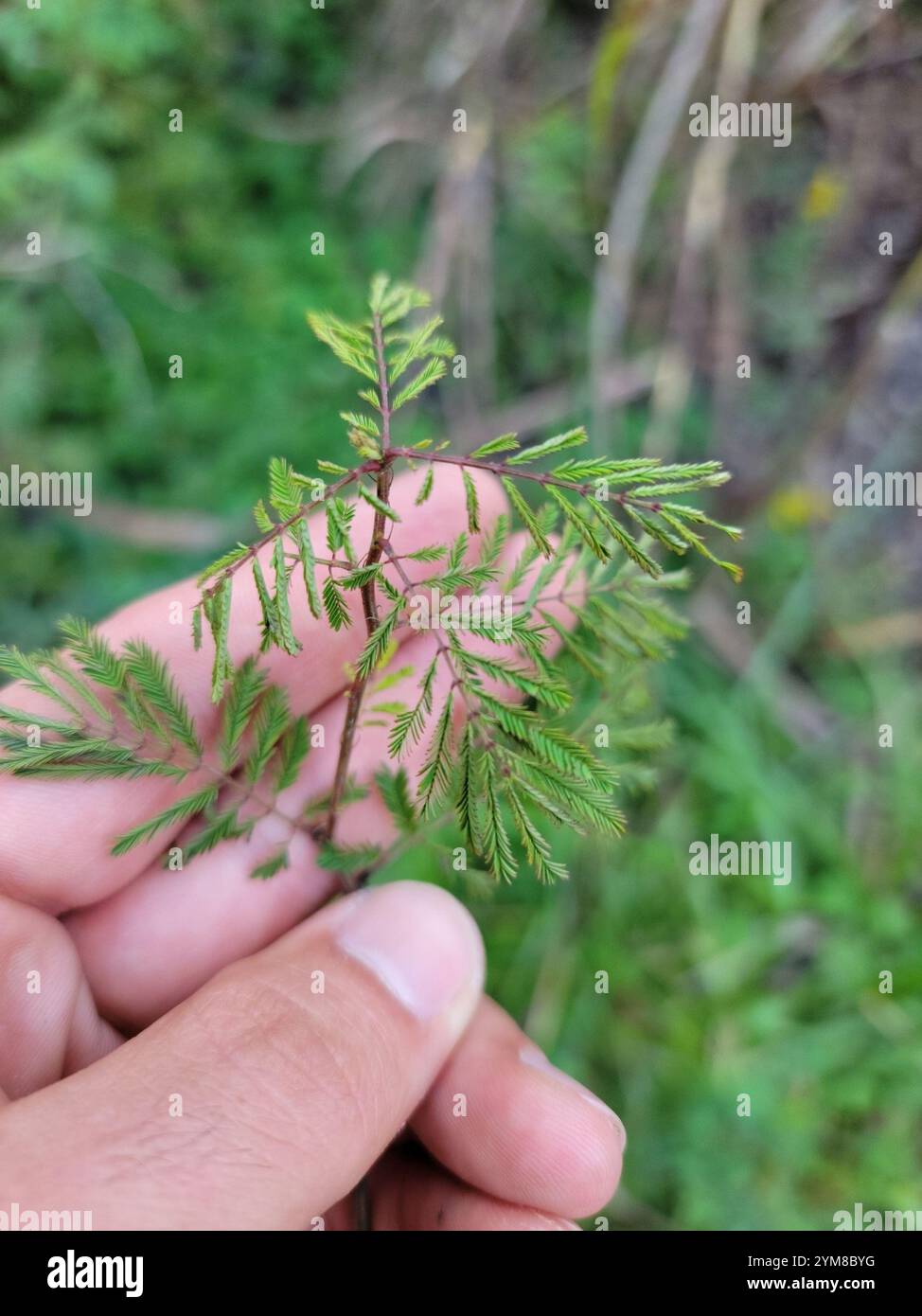 Illinois bundleflower (Desmanthus illinoensis Stock Photo - Alamy