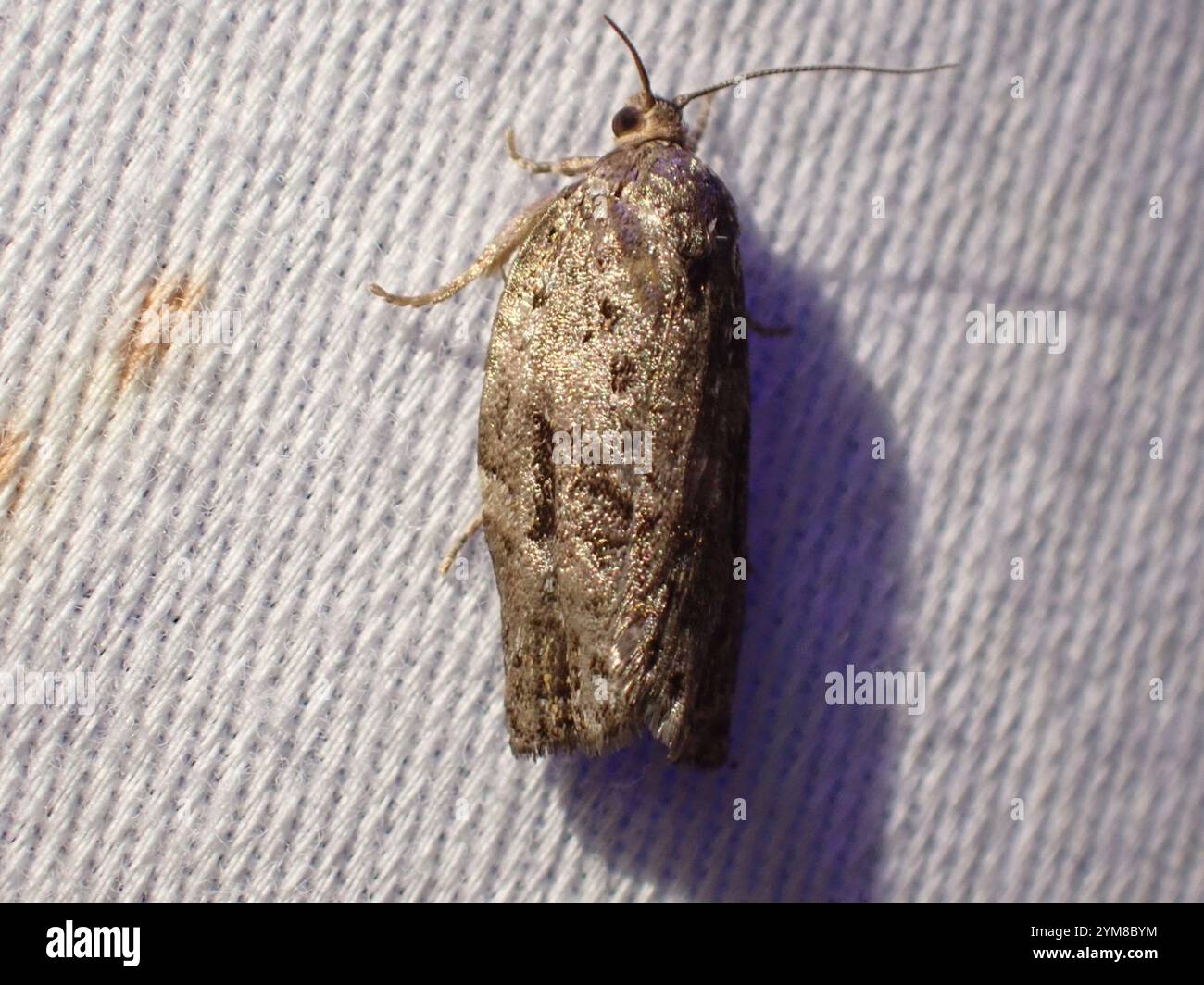 Spruce budworm hi-res stock photography and images - Alamy