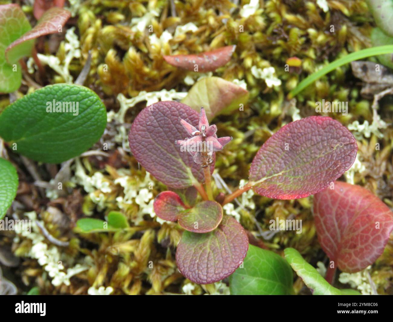 Net-leaved Willow (Salix reticulata Stock Photo - Alamy