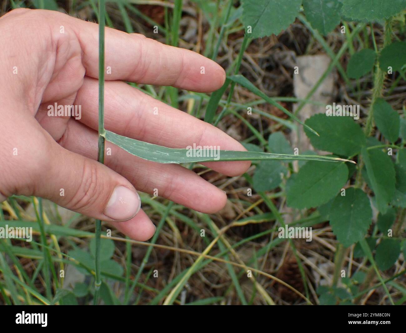 Northwestern Wildrye (Leymus innovatus Stock Photo - Alamy