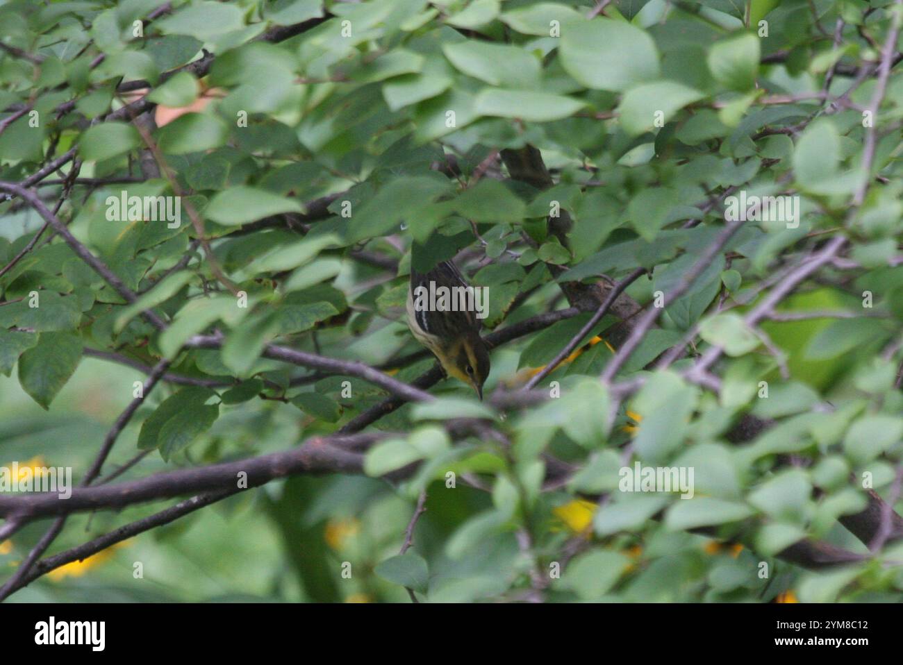 Blackburnian Warbler (Setophaga fusca Stock Photo - Alamy