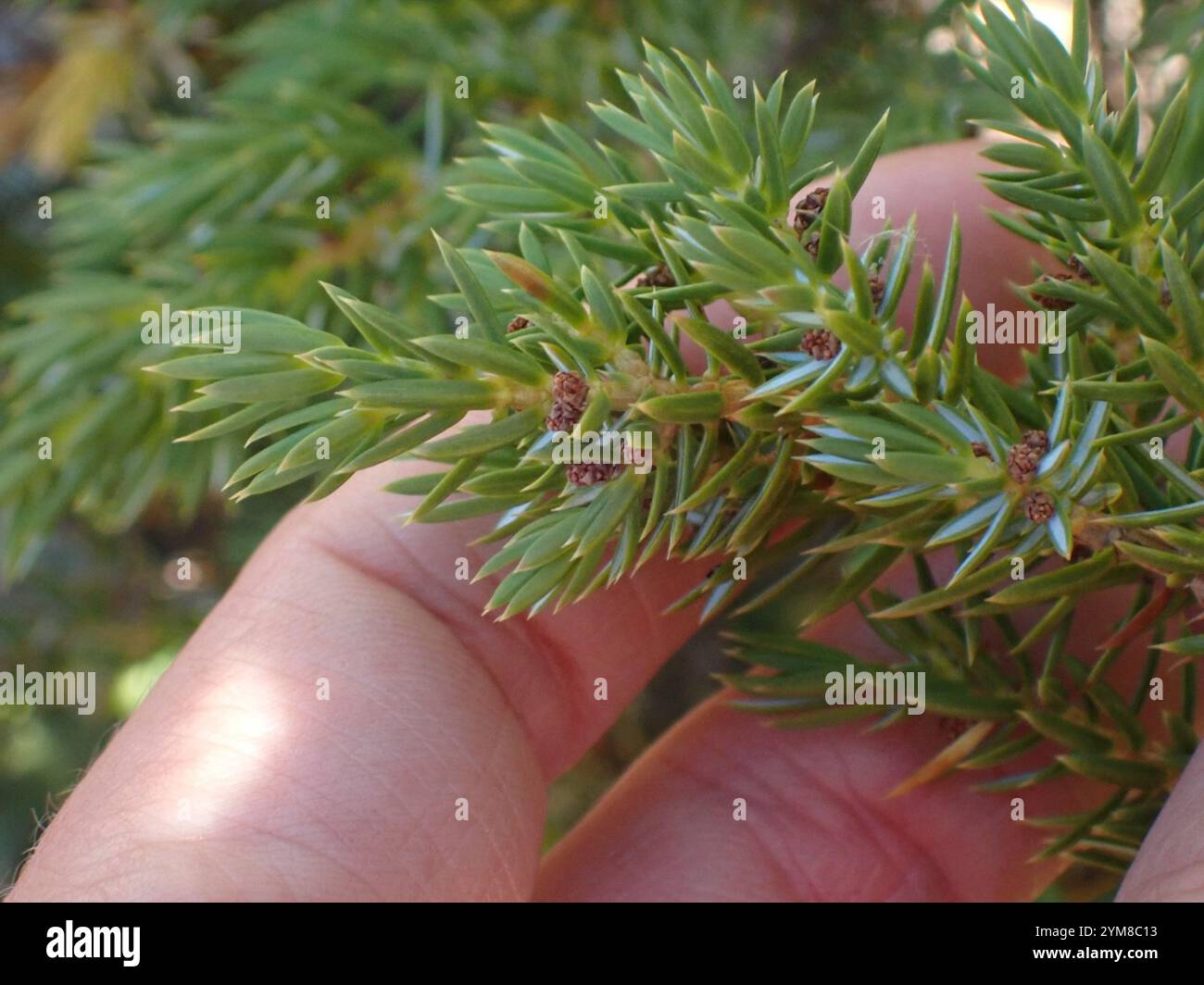 common juniper (Juniperus communis Stock Photo - Alamy
