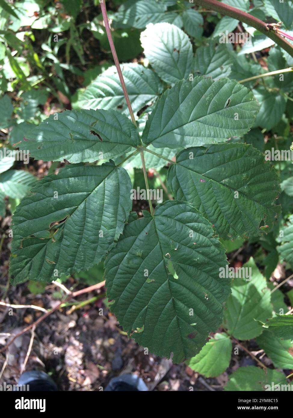 Pensilvanicus hi-res stock photography and images - Alamy