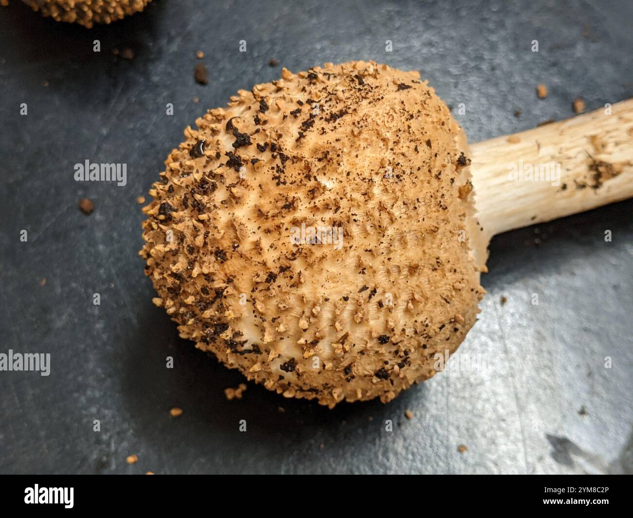 Freckled Dapperling (Echinoderma asperum Stock Photo - Alamy