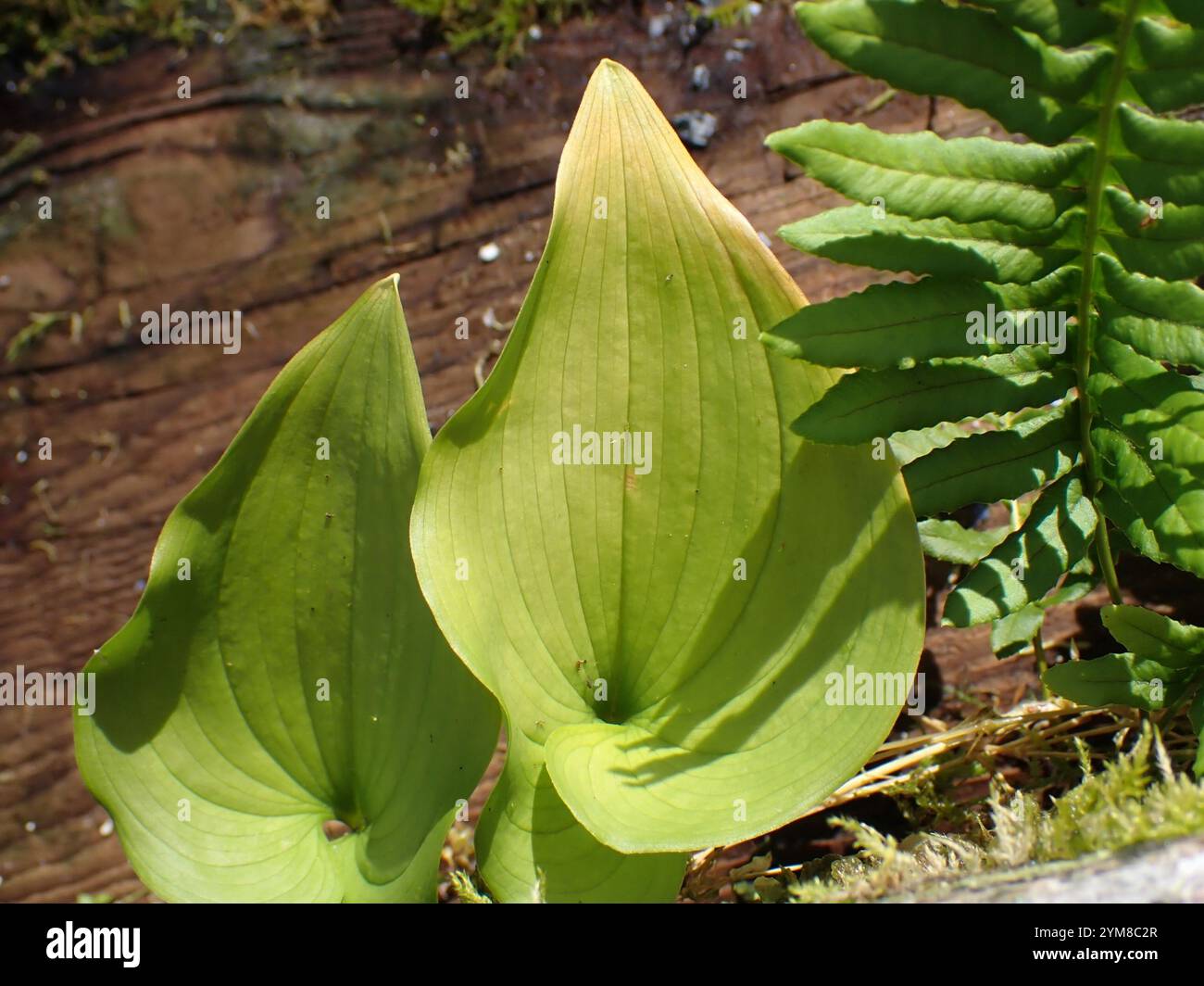 Western Lily of the Valley (Maianthemum dilatatum Stock Photo - Alamy