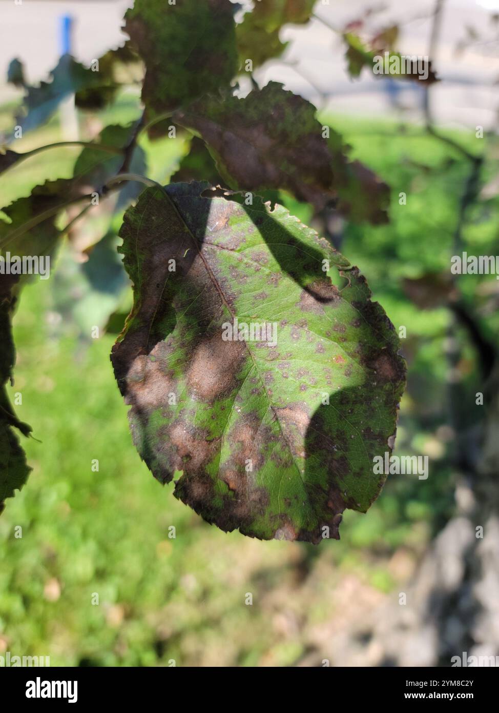 Siberian crabapple (Malus baccata Stock Photo - Alamy