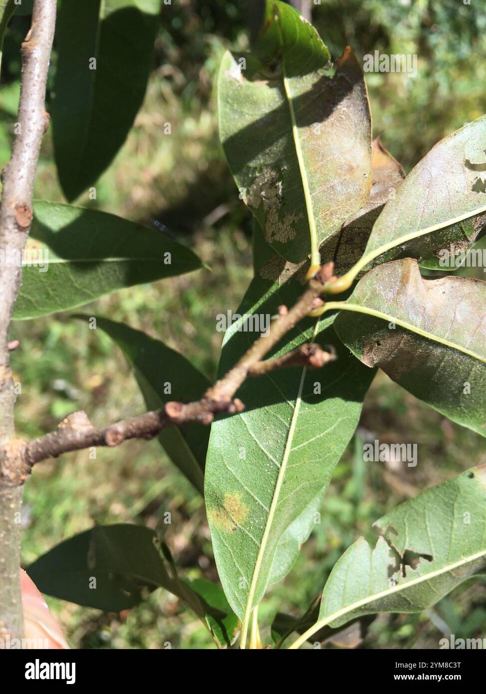 shingle oak (Quercus imbricaria Stock Photo - Alamy