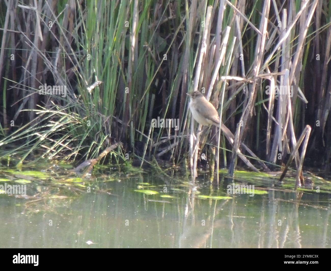 Australian Reed Warbler (Acrocephalus australis Stock Photo - Alamy