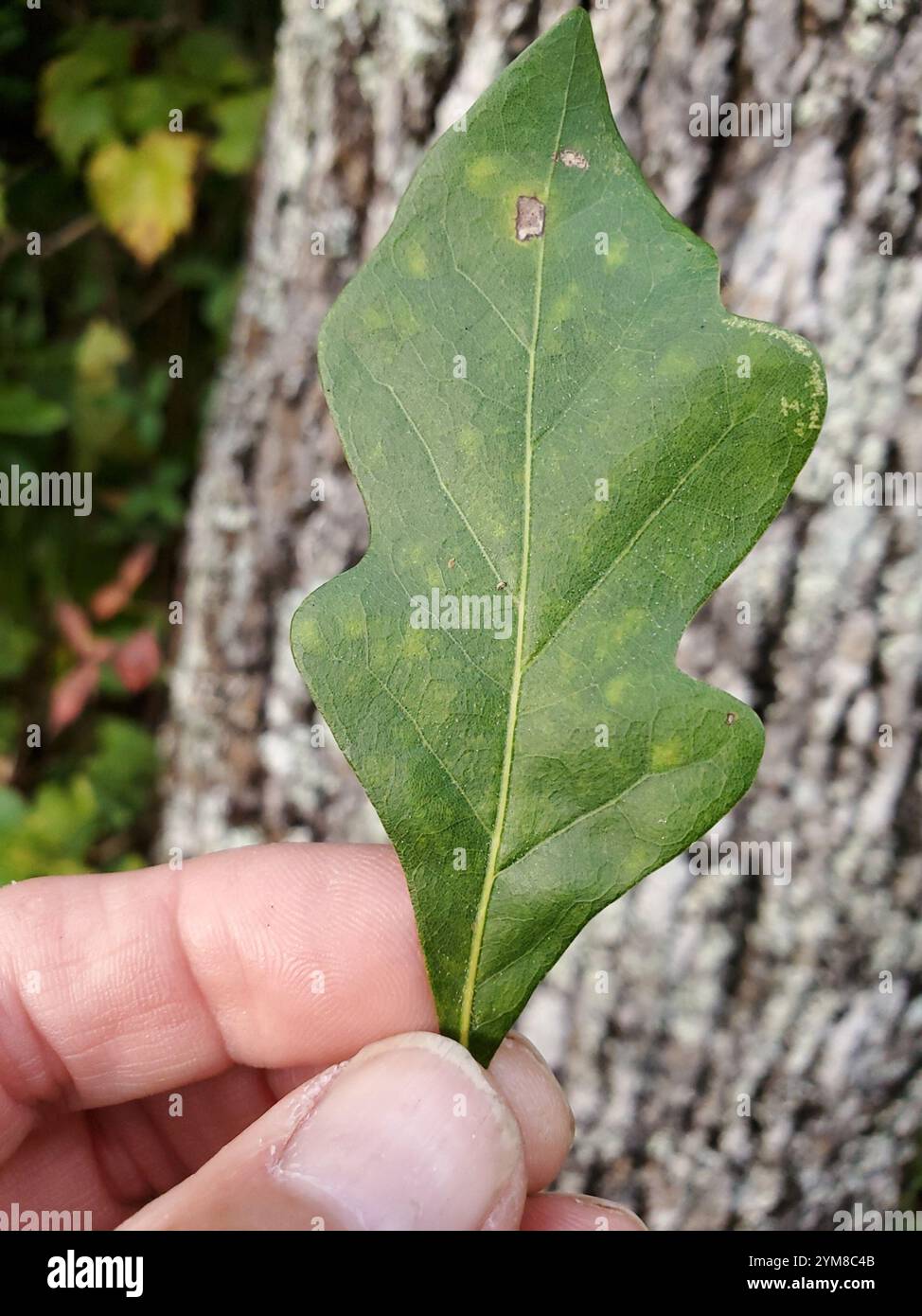 overcup oak (Quercus lyrata Stock Photo - Alamy