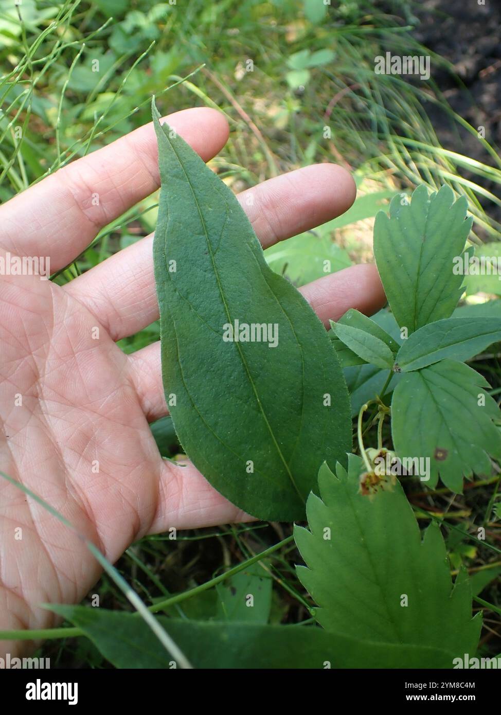 Tall Bluebell (Mertensia paniculata Stock Photo - Alamy