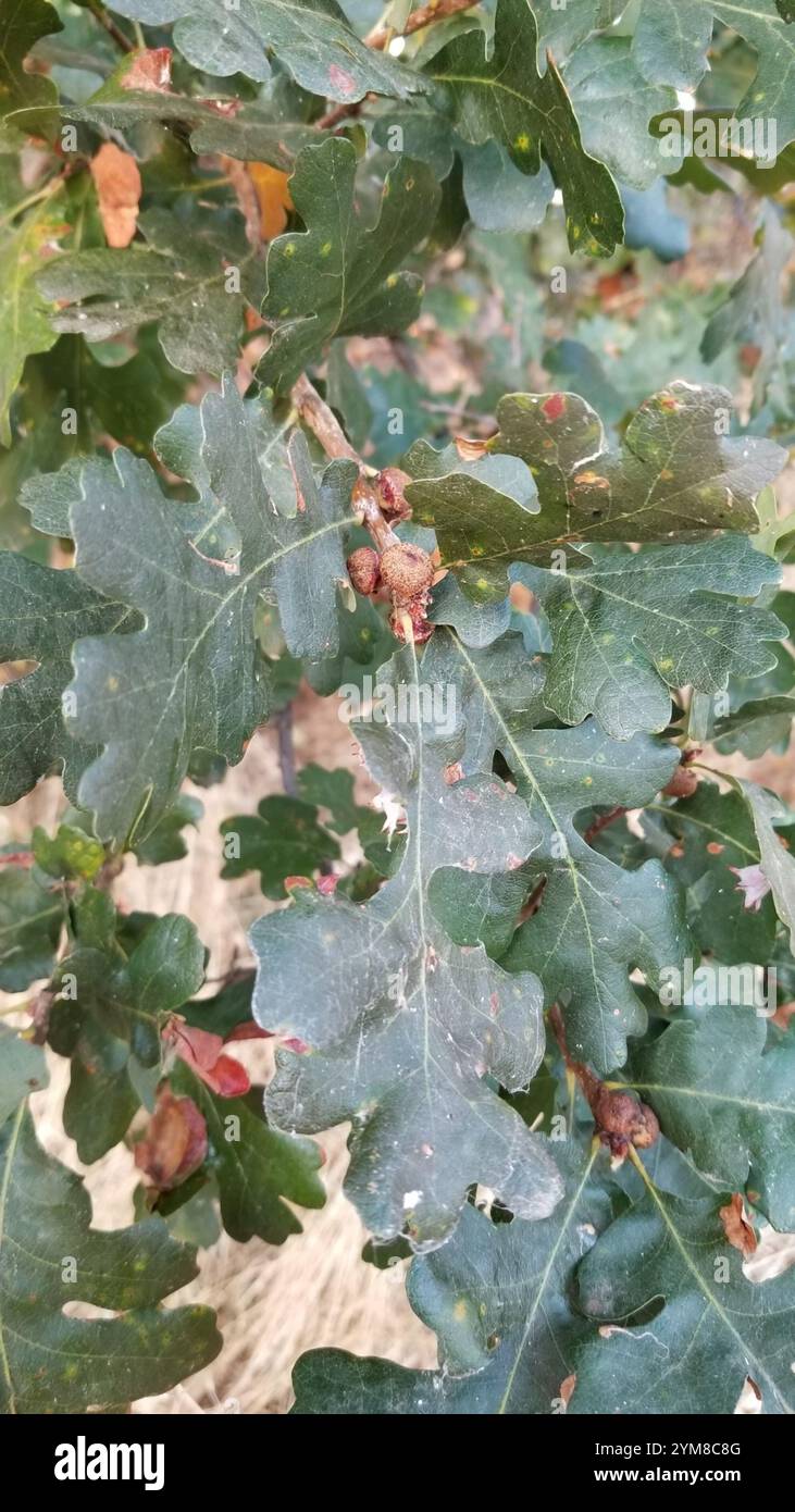 valley oak (Quercus lobata Stock Photo - Alamy