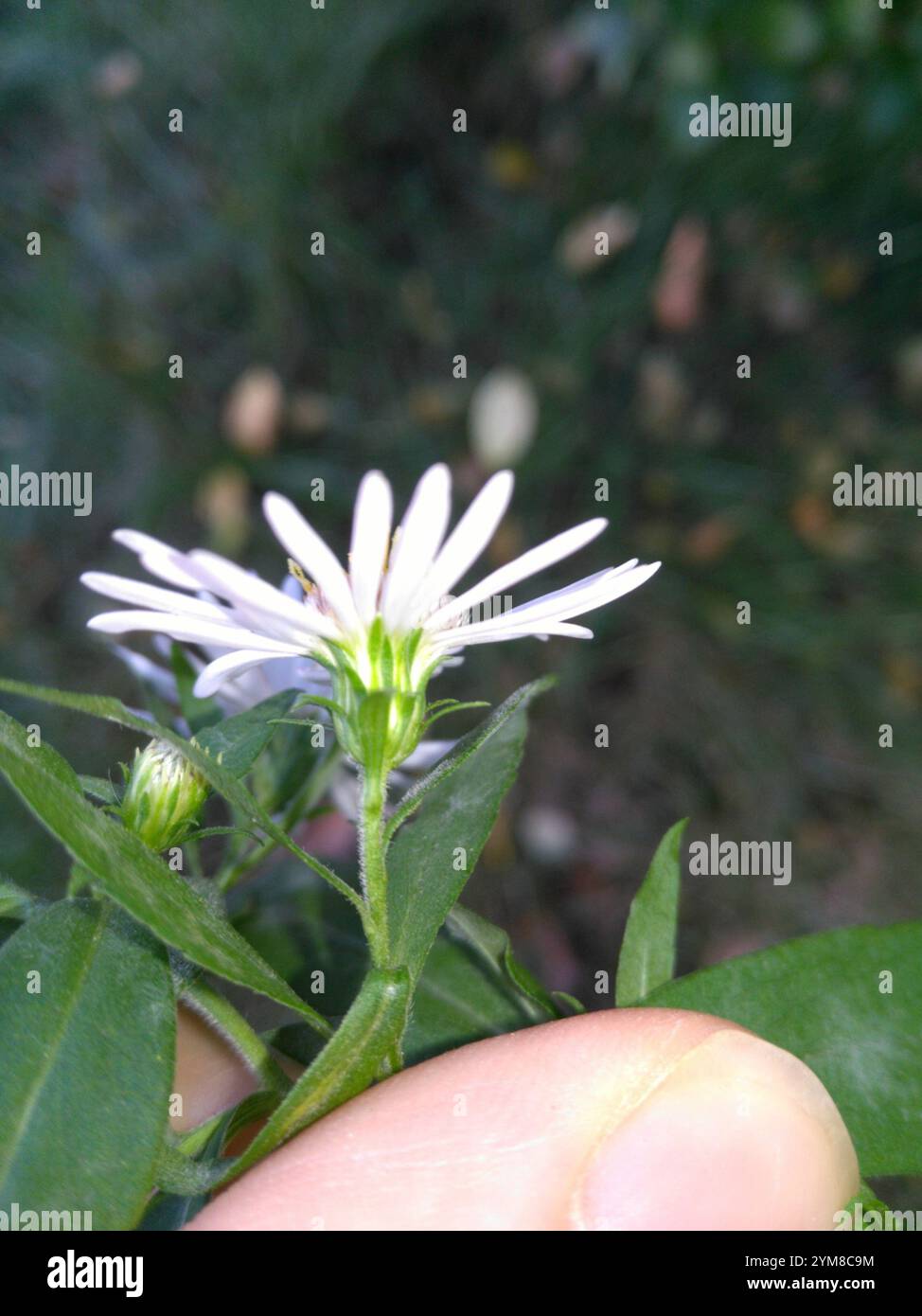 panicled aster (Symphyotrichum lanceolatum Stock Photo - Alamy