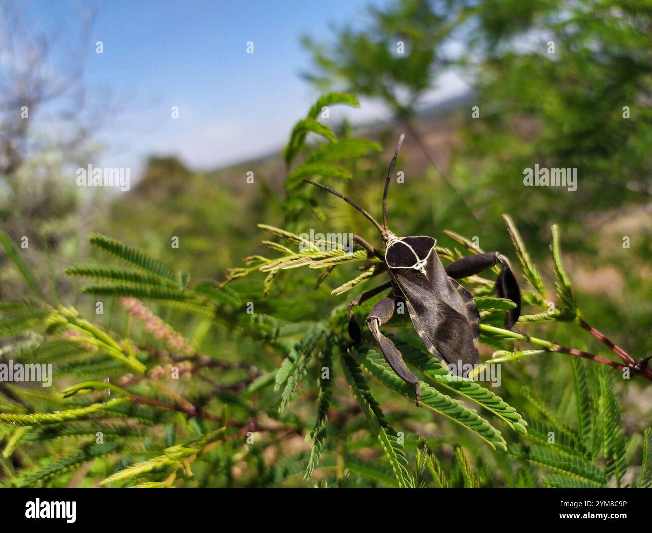 Giant Twig Wilter (Petascelis remipes Stock Photo - Alamy