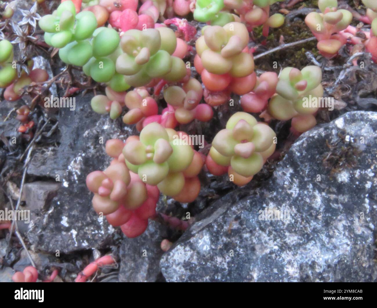 Pacific stonecrop (Sedum divergens Stock Photo - Alamy