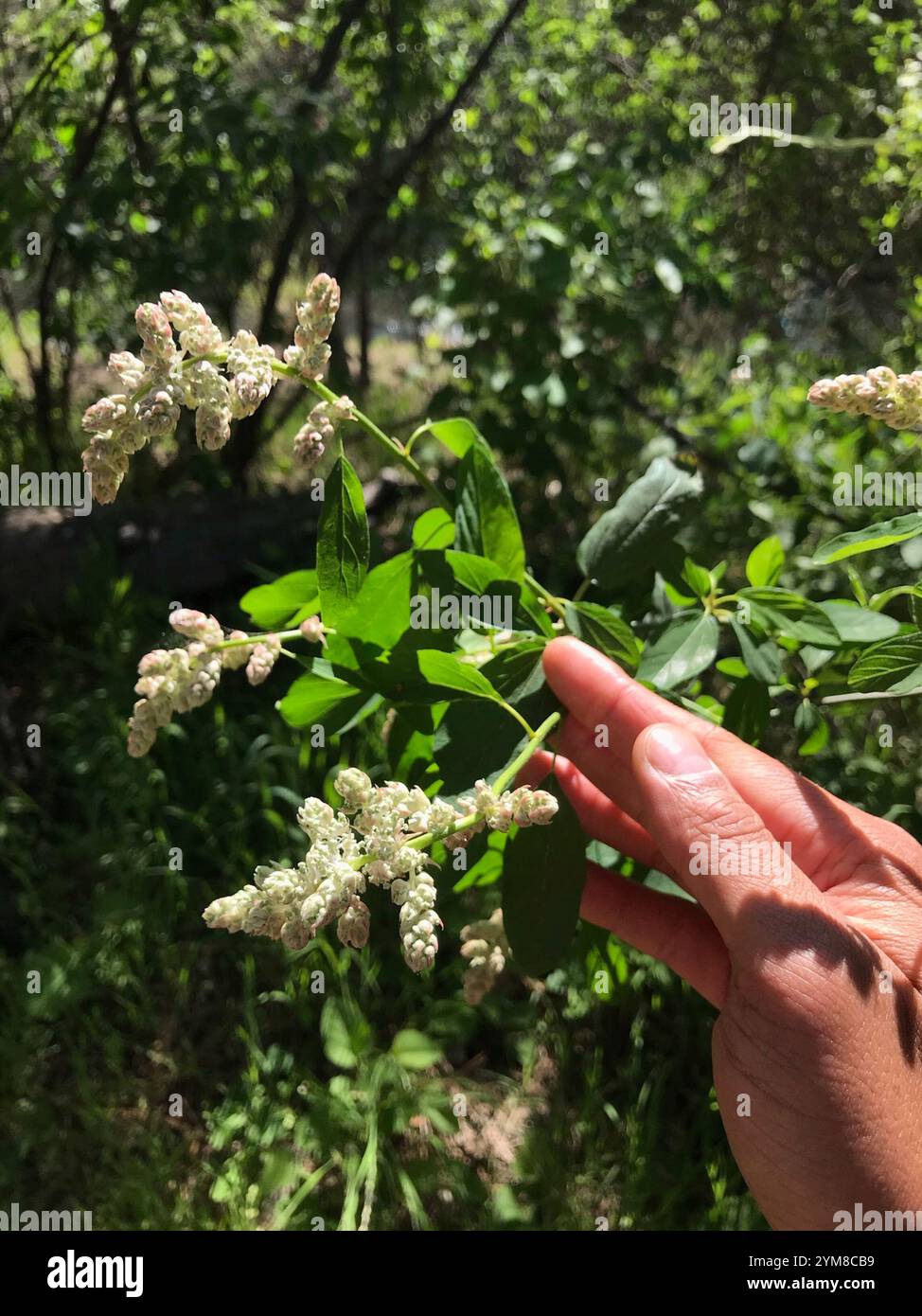 deerbrush ceanothus (Ceanothus integerrimus Stock Photo - Alamy