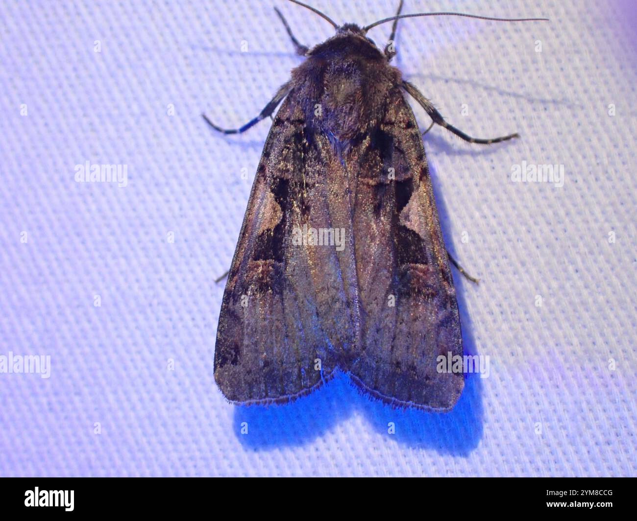 Setaceous Hebrew Character (Xestia c-nigrum Stock Photo - Alamy