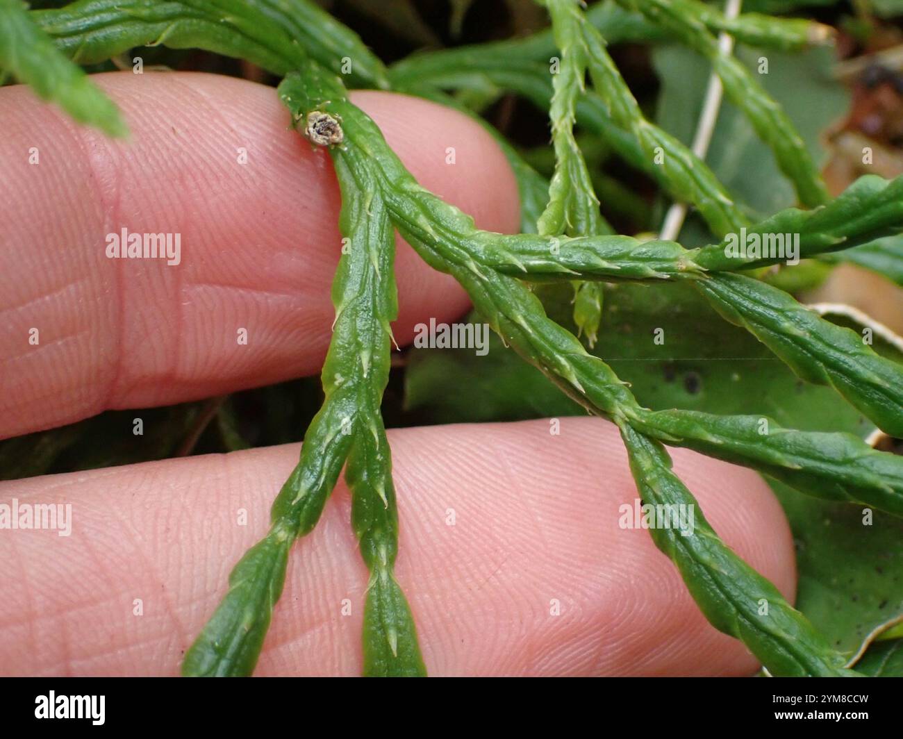 northern ground-cedar (Diphasiastrum complanatum Stock Photo - Alamy