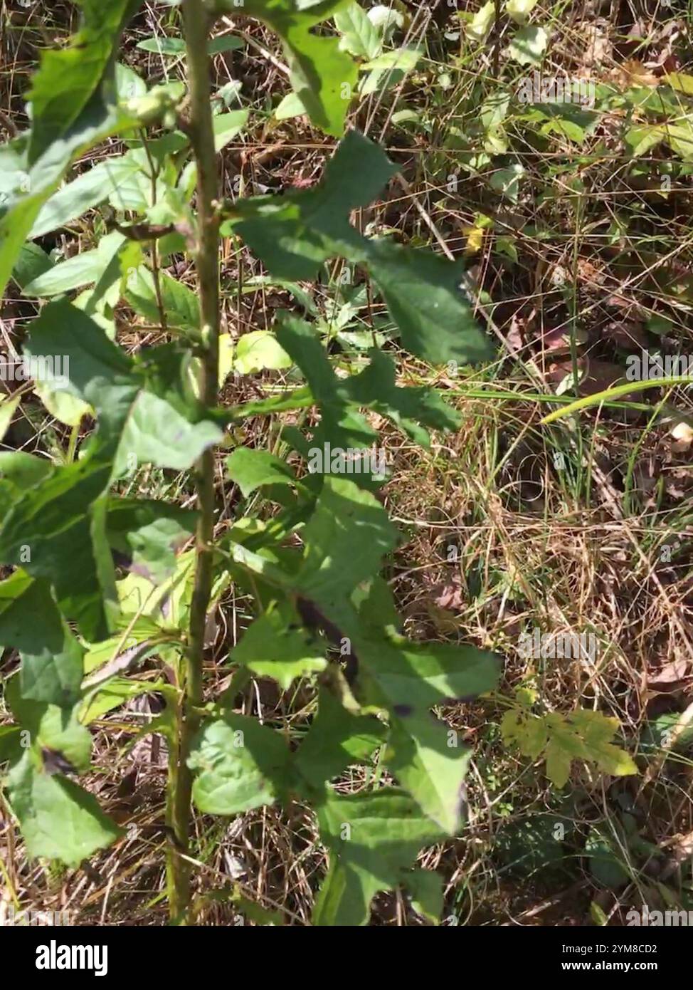 lion's foot rattlesnake root (Nabalus serpentarius Stock Photo - Alamy