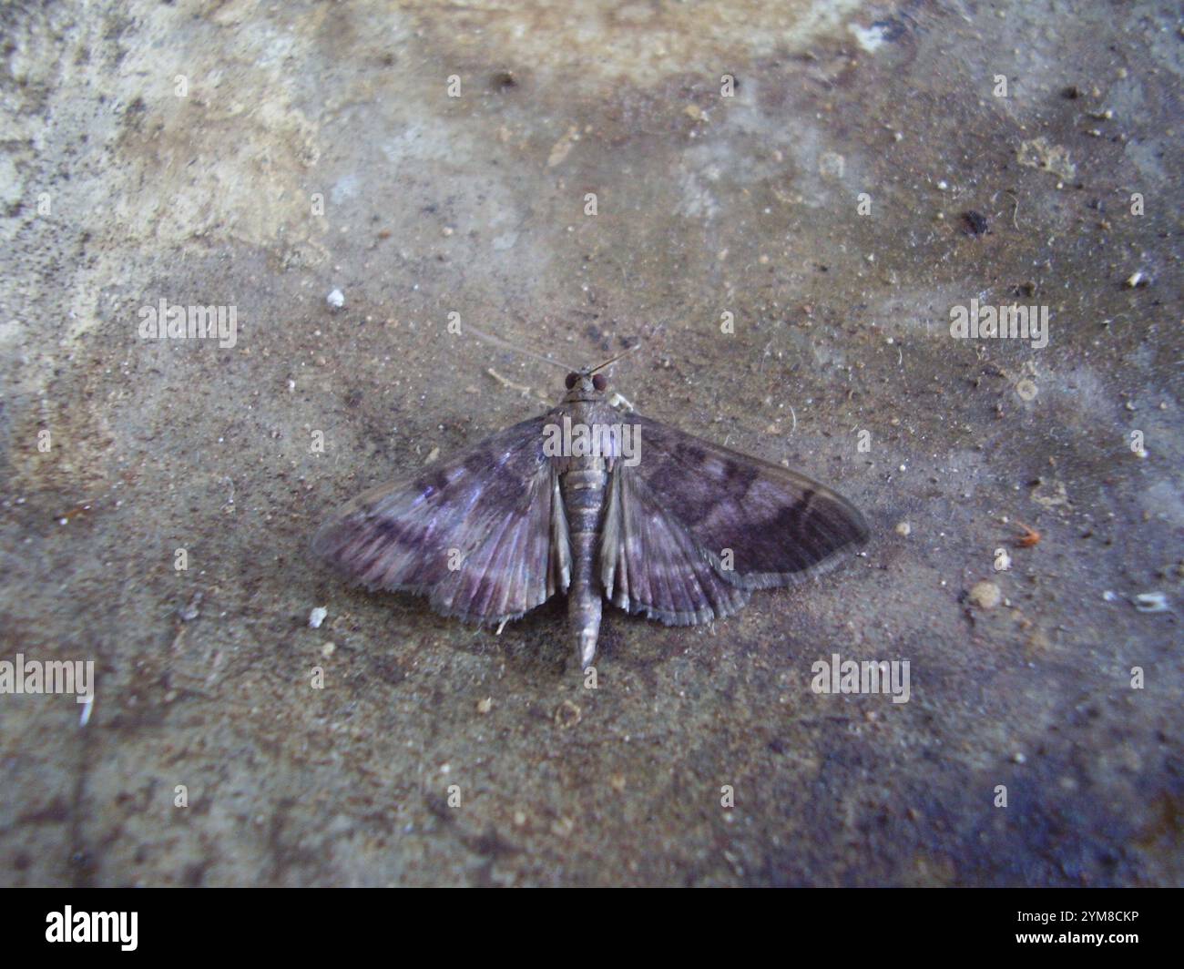 Crambid Snout Moths (Crambidae Stock Photo - Alamy