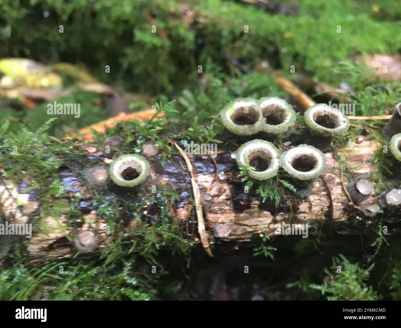 jellied bird's nest fungus (Nidula candida Stock Photo - Alamy