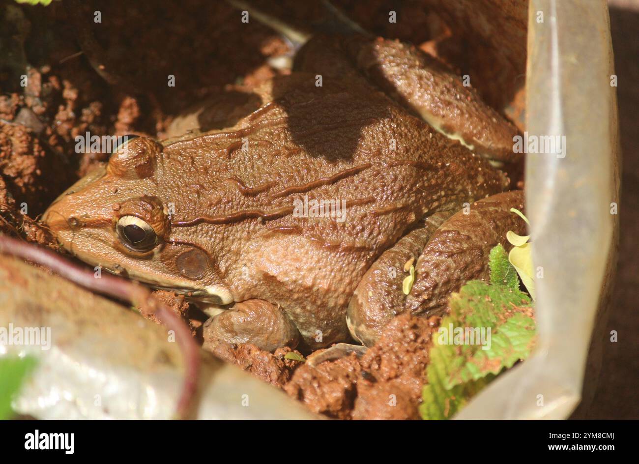 Indus Valley Bullfrog (Hoplobatrachus tigerinus Stock Photo - Alamy