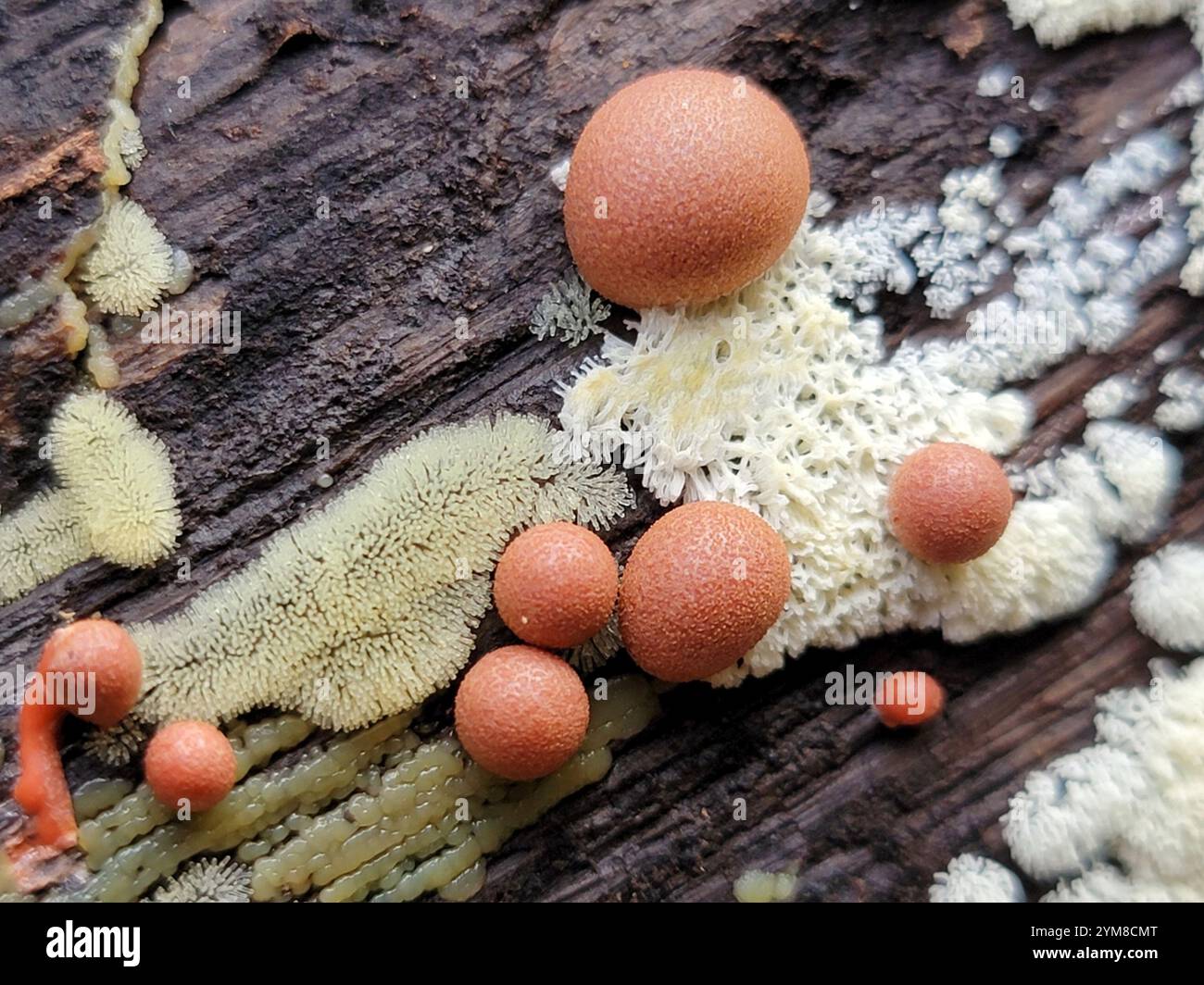 Wolf's Milk (Lycogala epidendrum Stock Photo - Alamy