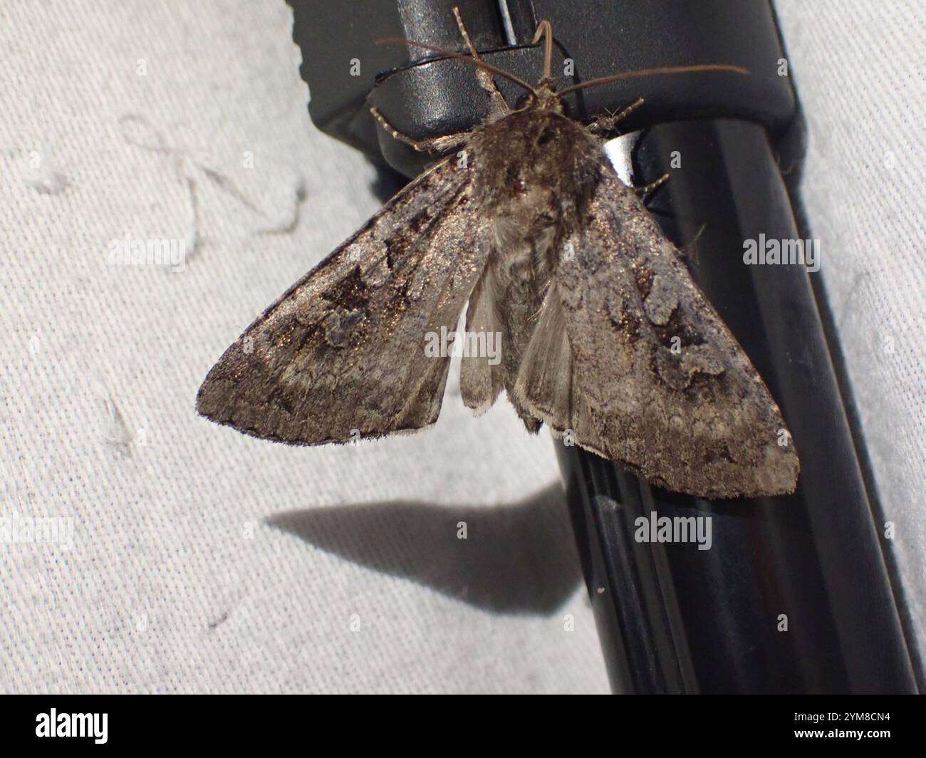 Cutworms and Dart Moths (Noctuinae Stock Photo - Alamy