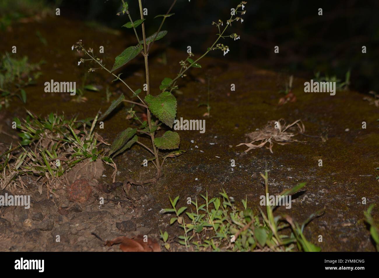 Isodon hi-res stock photography and images - Alamy