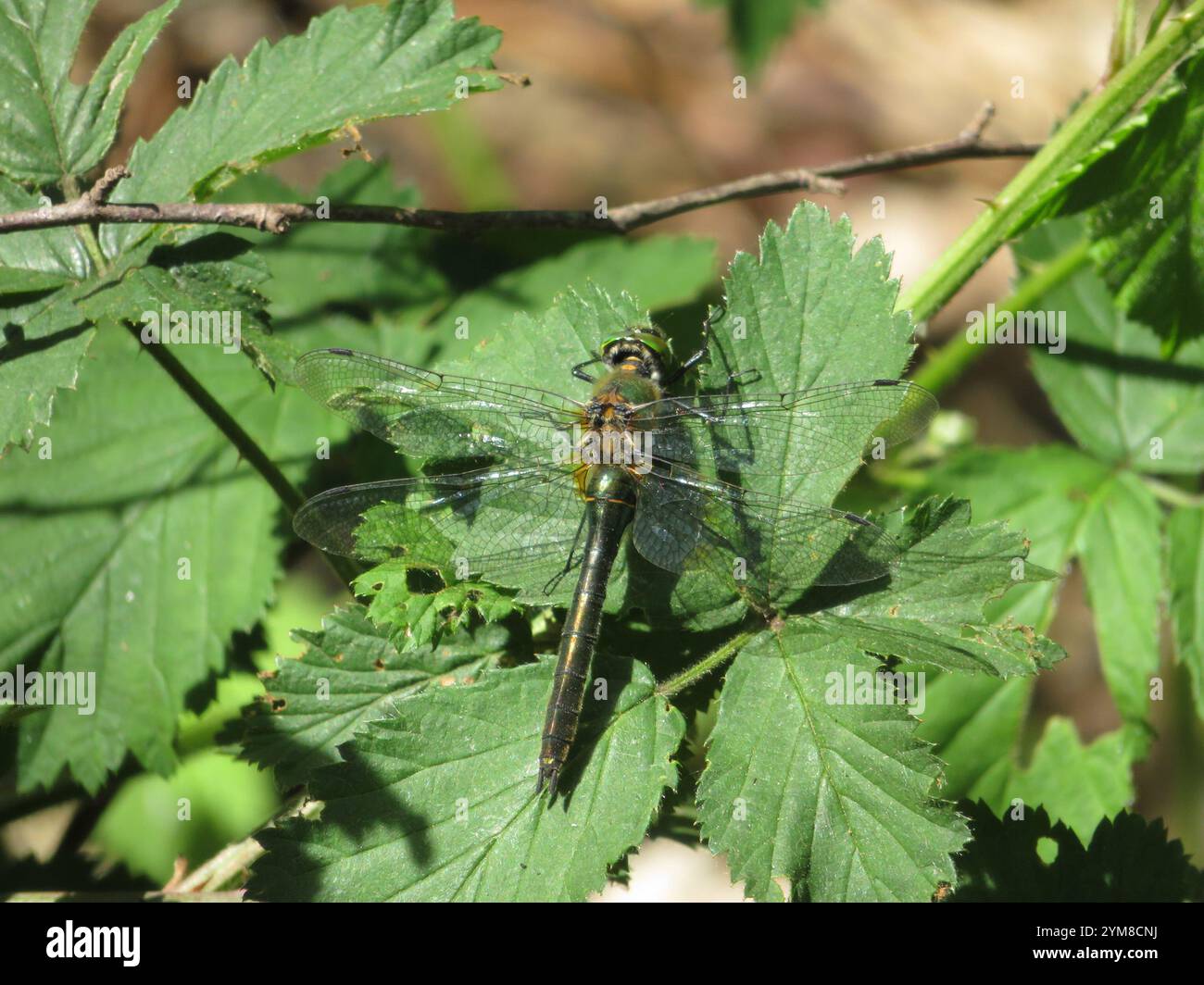 Downy Emerald (Cordulia aenea Stock Photo - Alamy