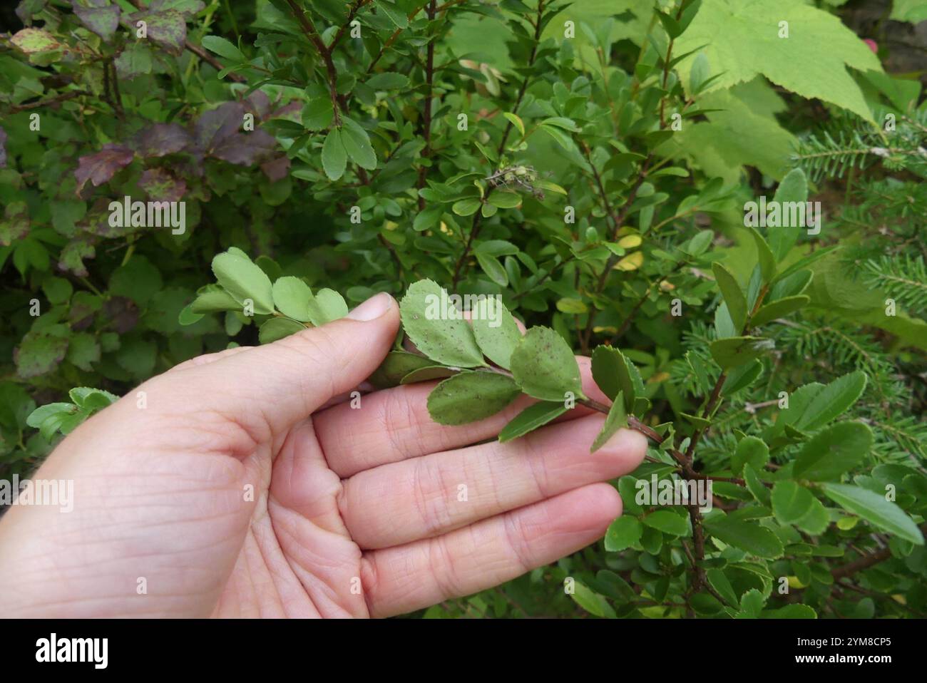 Oregon Boxwood (Paxistima myrsinites Stock Photo - Alamy