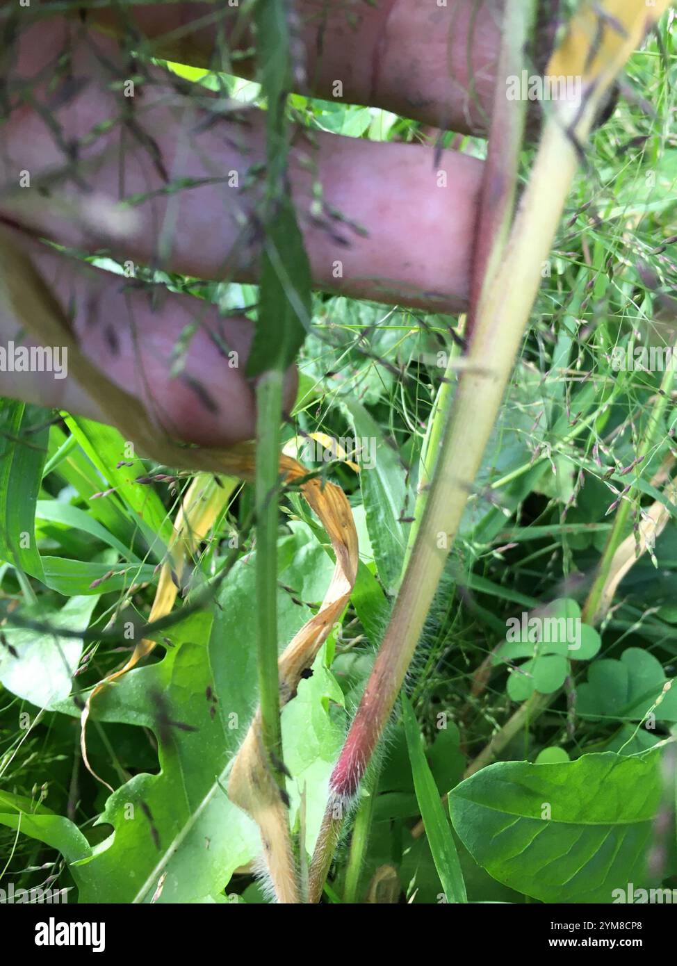 bristlegrasses, rosette grasses, barnyard grasses, and allies (Paniceae ...