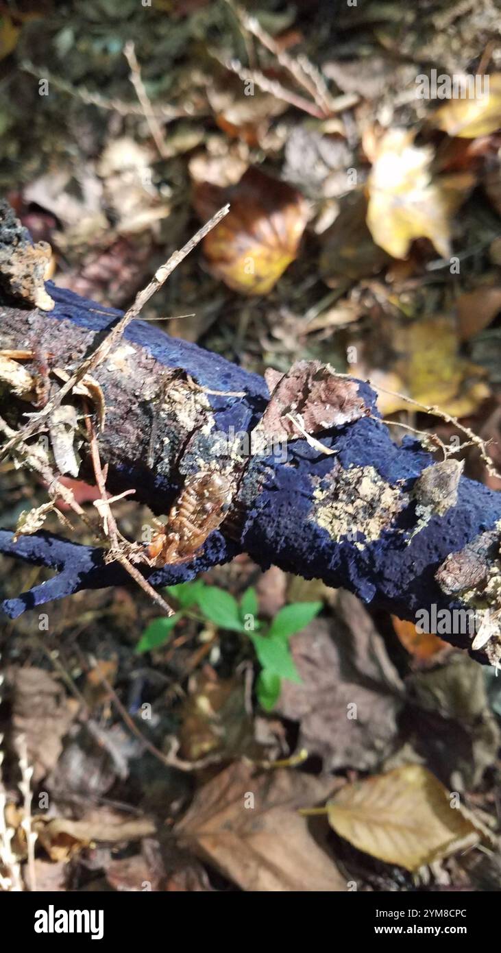 Cobalt Crust (Terana coerulea Stock Photo - Alamy