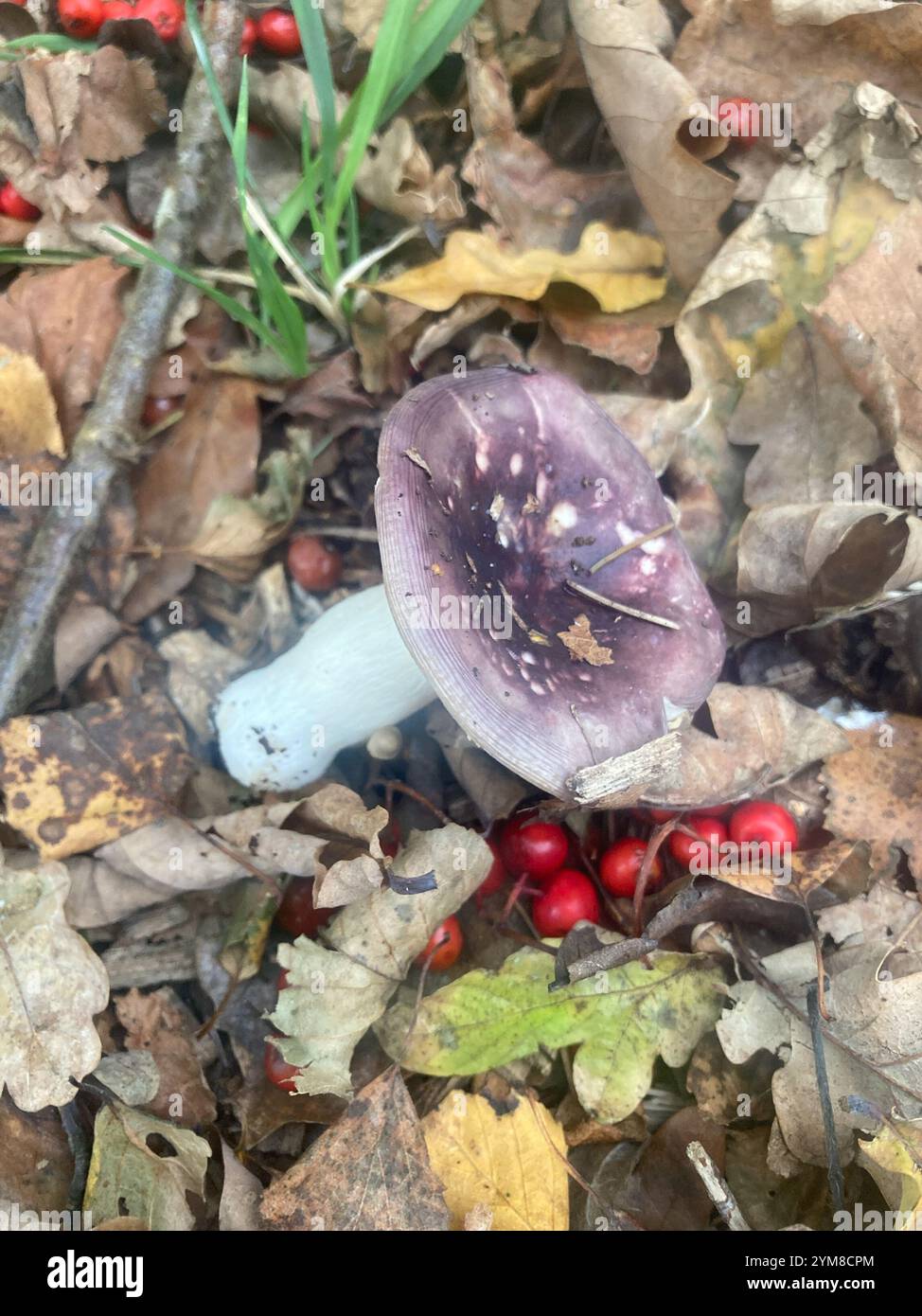 Fragile Brittlegill (Russula fragilis Stock Photo - Alamy